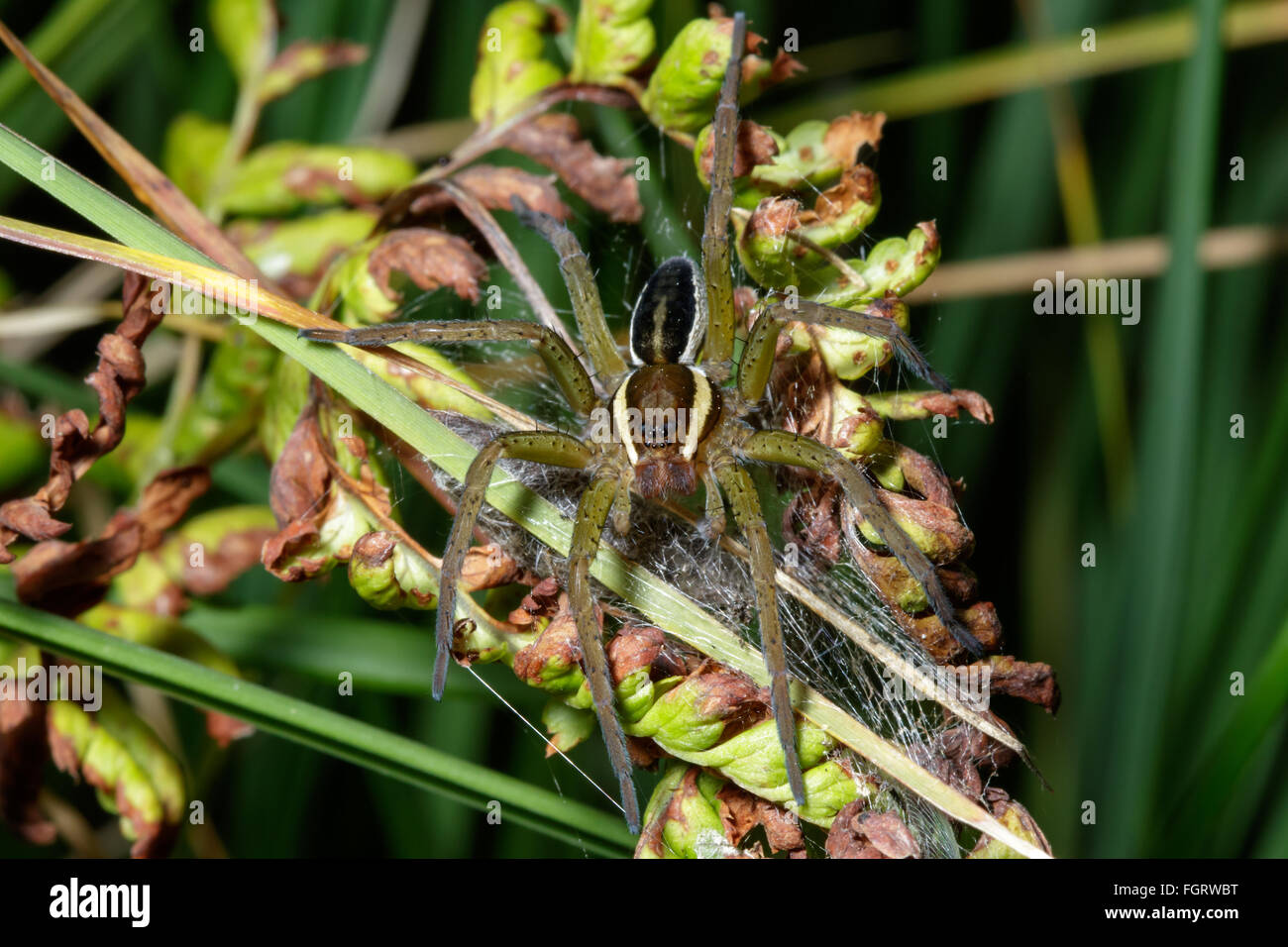 Young Raft Spider (Dolomedes fimbriatus) sitting high up in a bush away ...