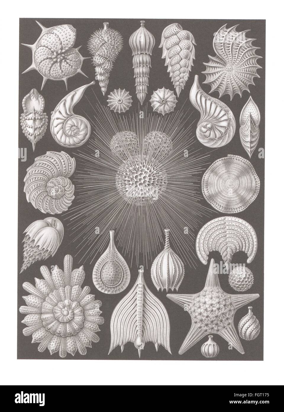 Foraminifera or foraminiferans hi-res stock photography and images - Alamy