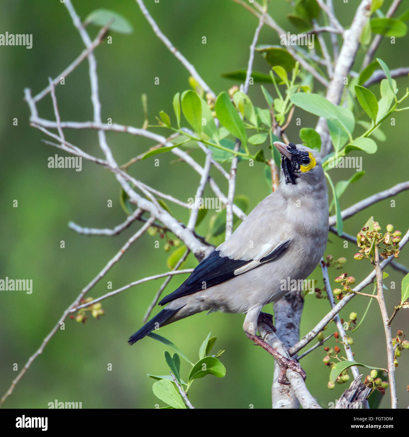 Wattled starling Specie Creatophora cinerea family of Sturnidae, Kruger ...