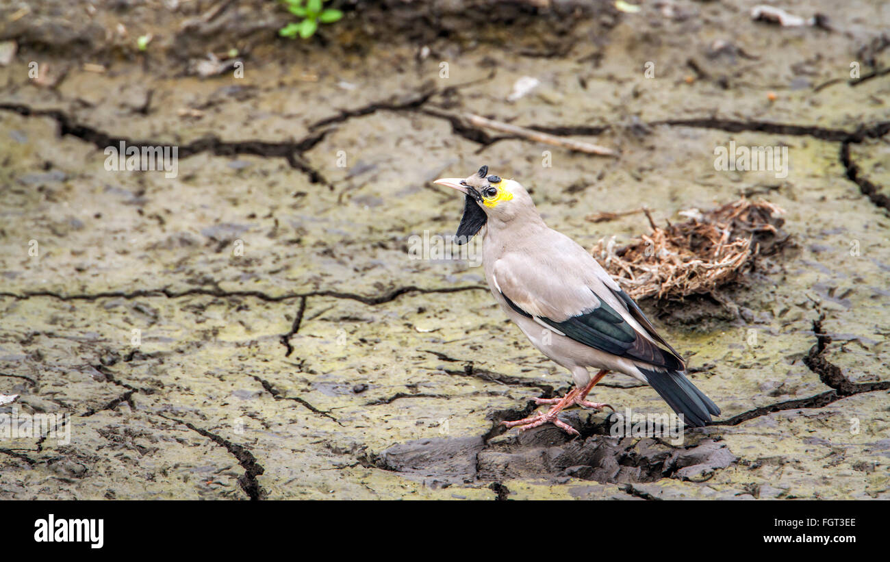 Wattled starling Specie Creatophora cinerea family of Sturnidae, Kruger ...