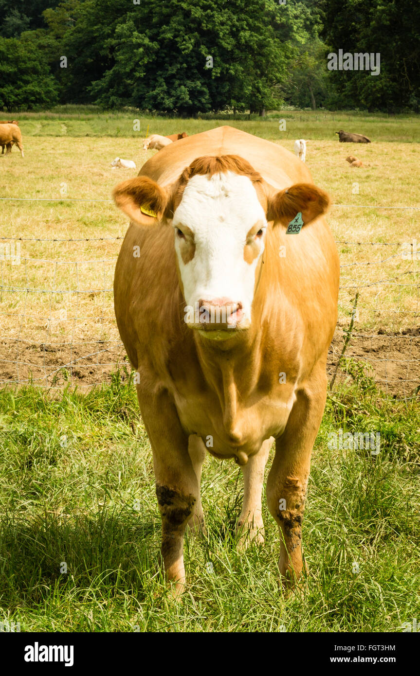 A tan and white cow standing in a field Stock Photo - Alamy