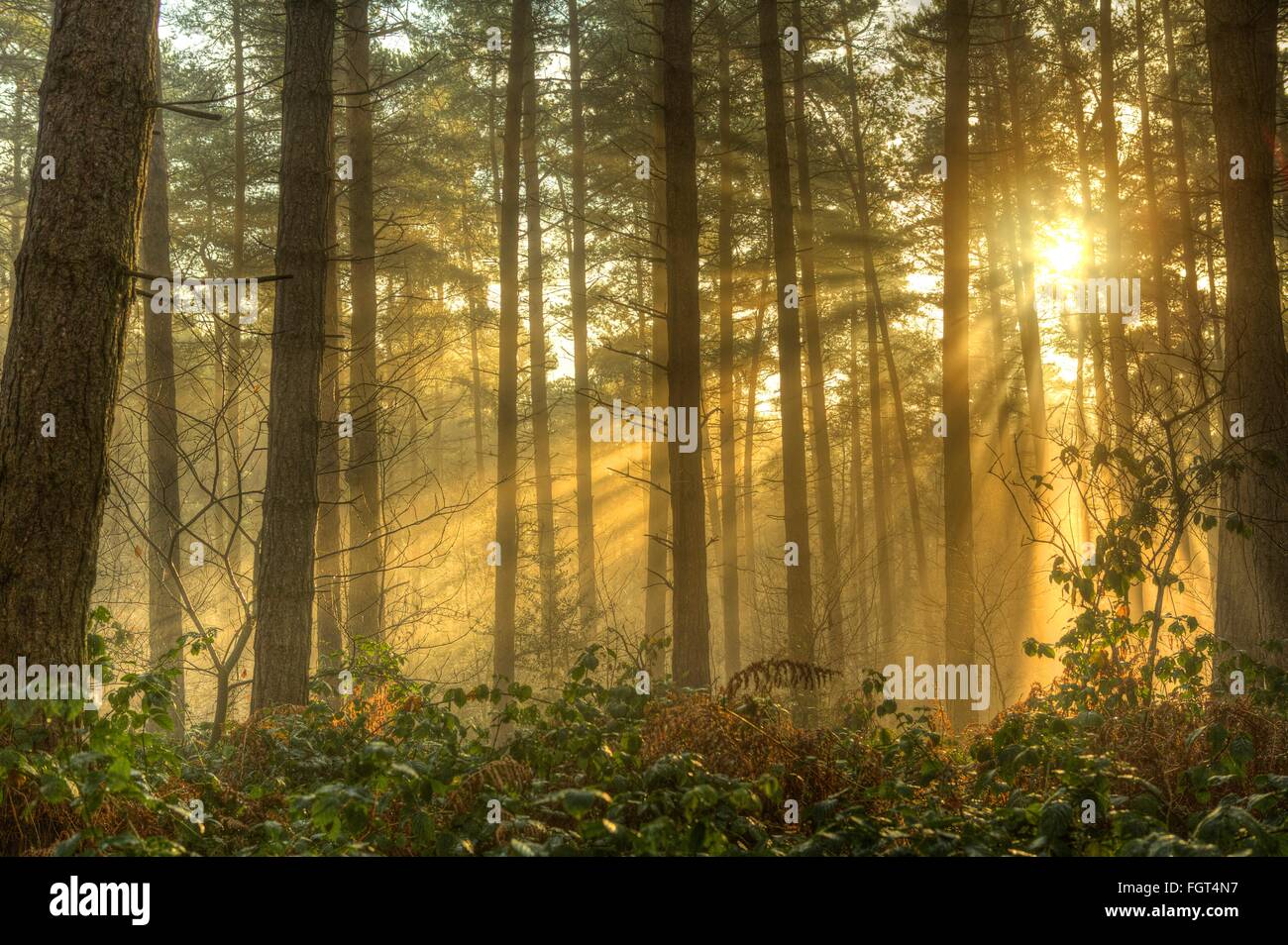 English forest hi-res stock photography and images - Alamy