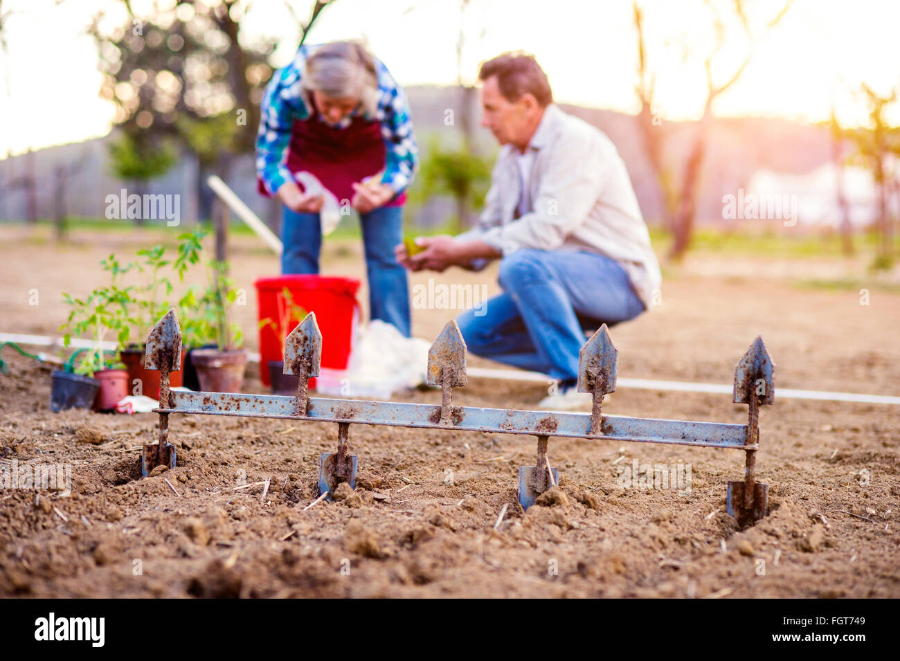 Senior woman and man plowing and planting seeds, garden Stock Photo - Alamy