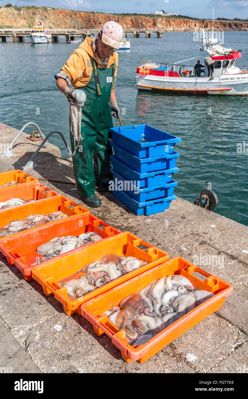 Man sorting the day's catch of octopus into sizes in plastic trays ...