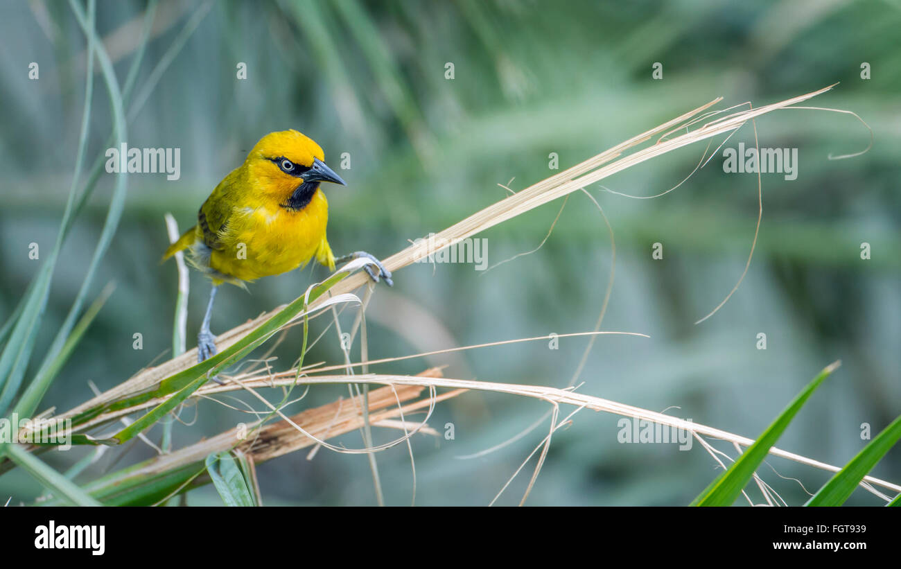 spectacled weaver Specie Ploceus ocularis family of Ploceidae, Kruger ...