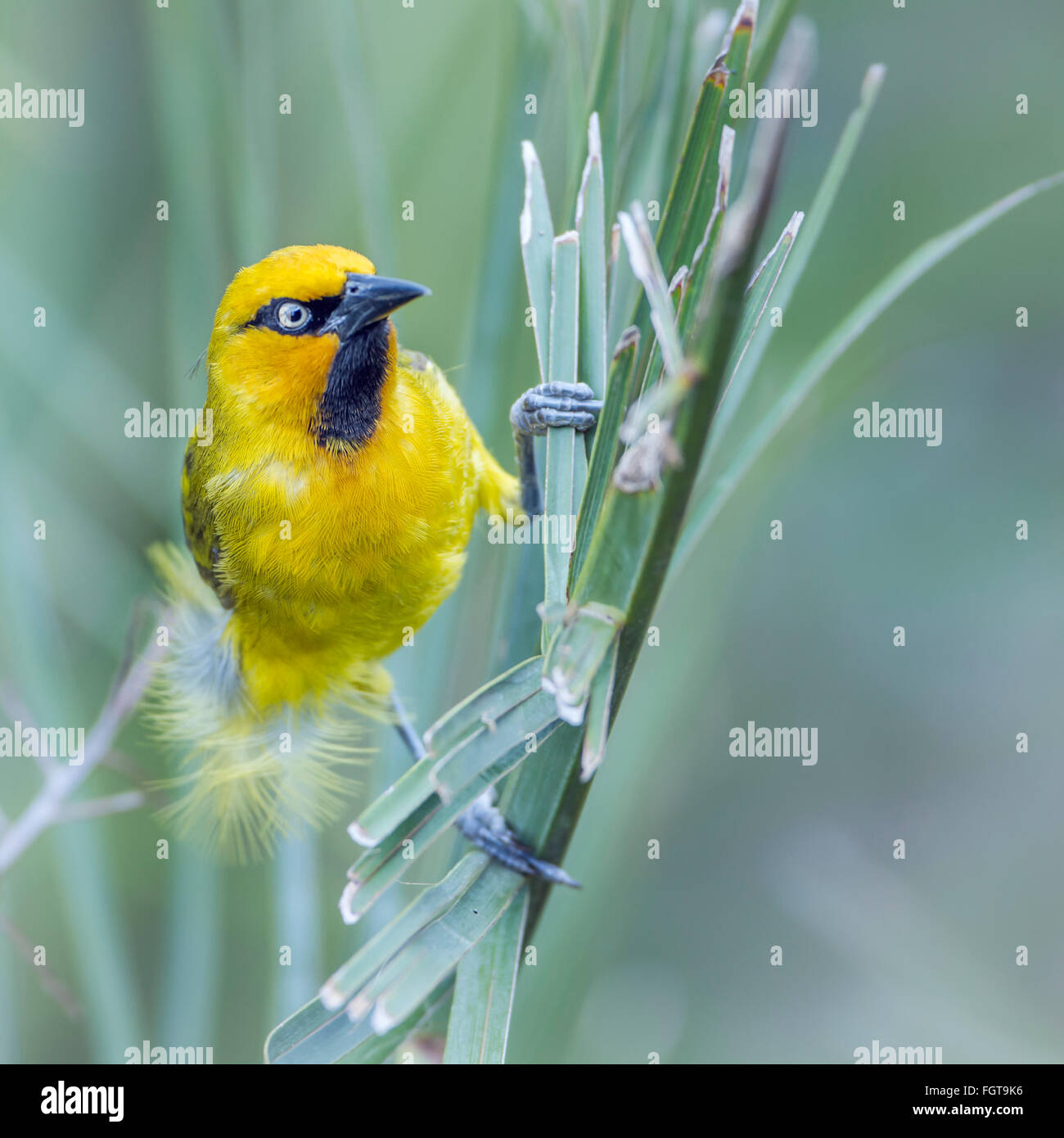 spectacled weaver Specie Ploceus ocularis family of Ploceidae, Kruger ...