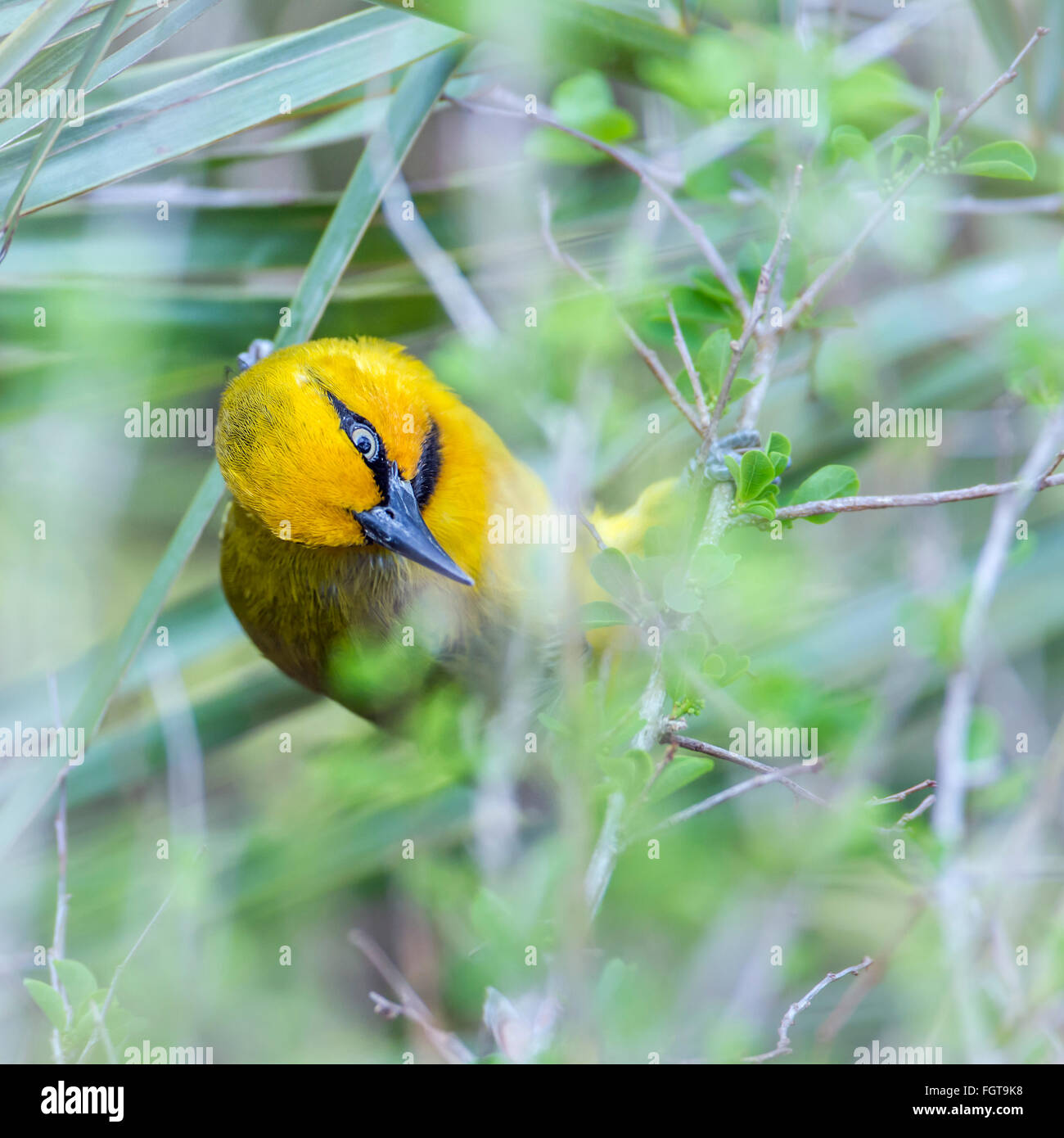 spectacled weaver Specie Ploceus ocularis family of Ploceidae, Kruger ...