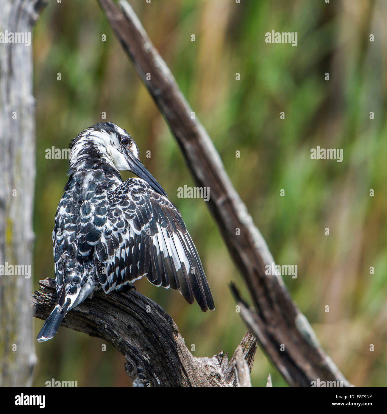 Pied kingfisher Specie Ceryle rudis family of Alcedinidae, Kruger ...