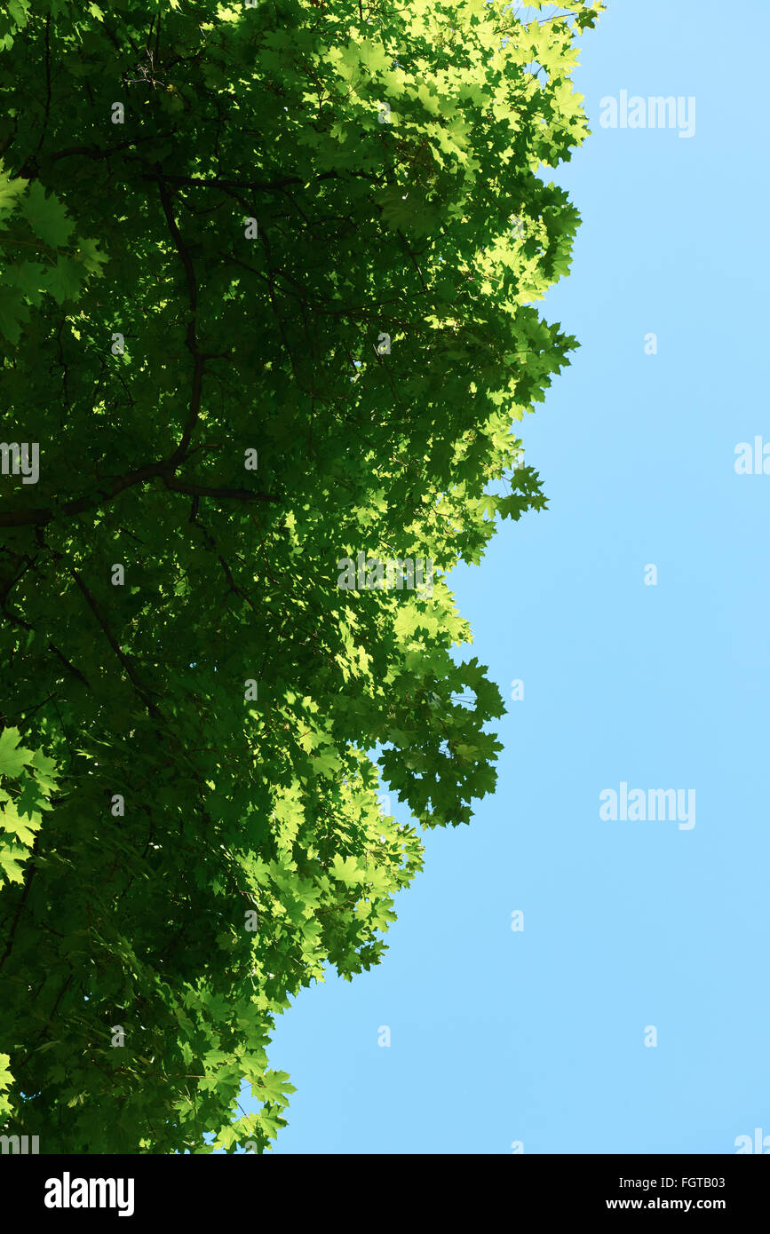 green tree brances Stock Photo - Alamy