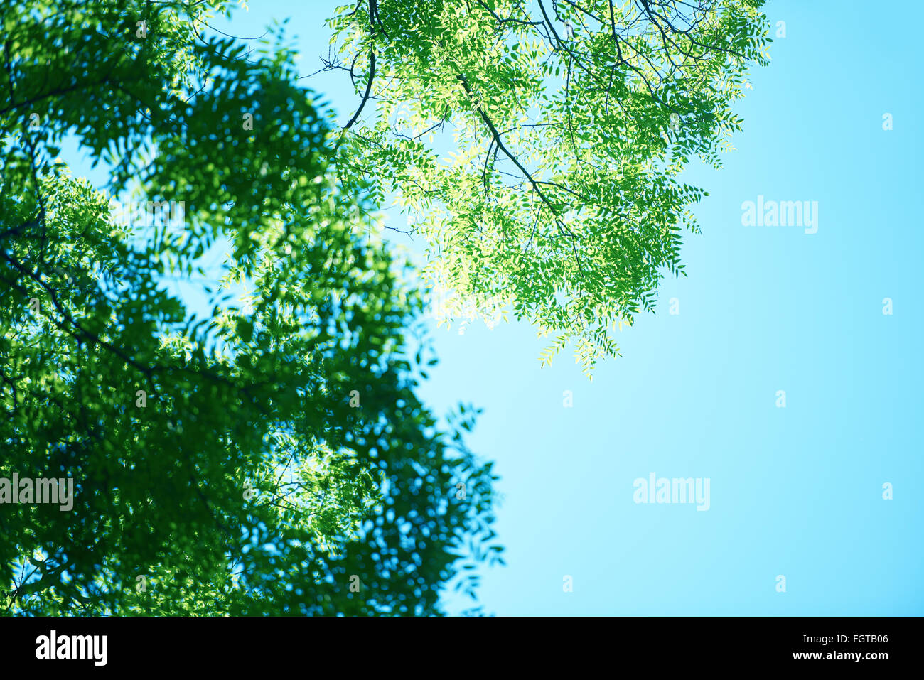 green tree brances Stock Photo - Alamy