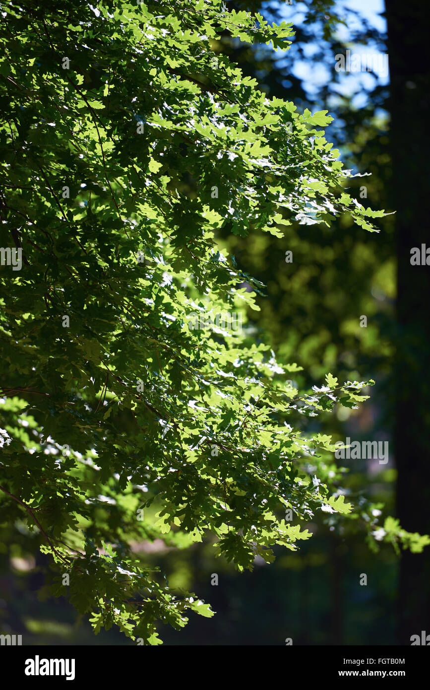 green tree brances Stock Photo - Alamy