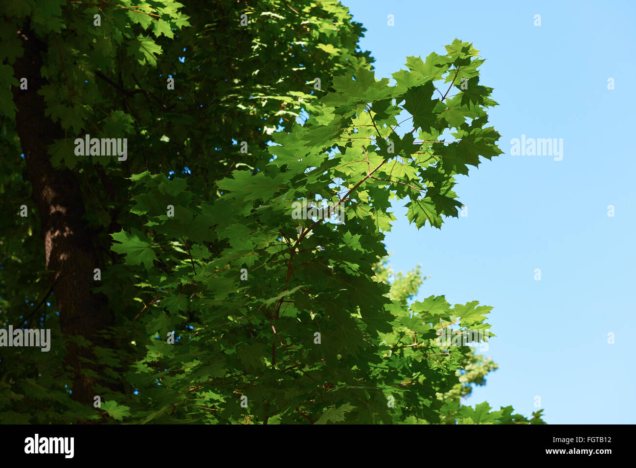 green tree brances Stock Photo - Alamy