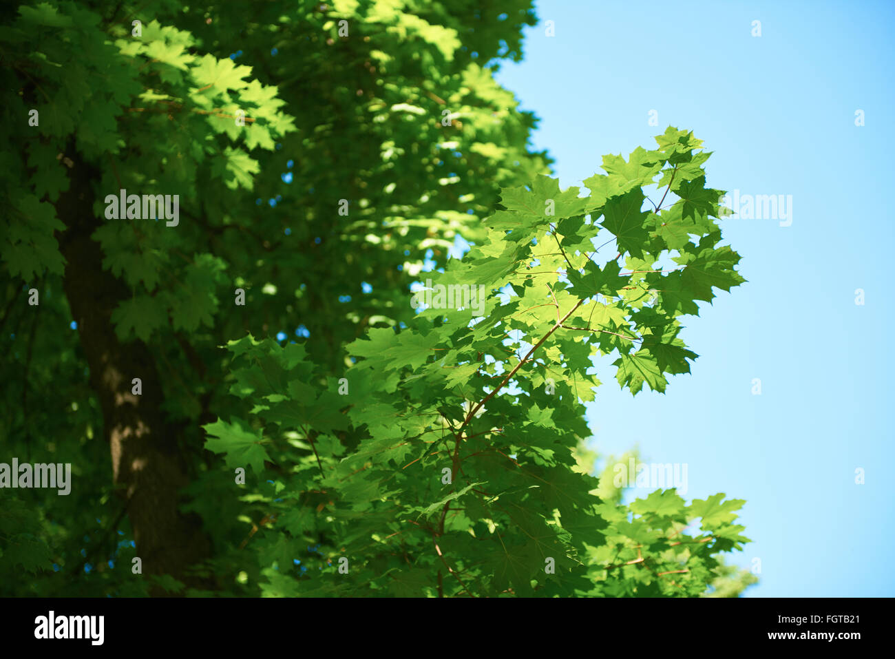 green tree brances Stock Photo - Alamy