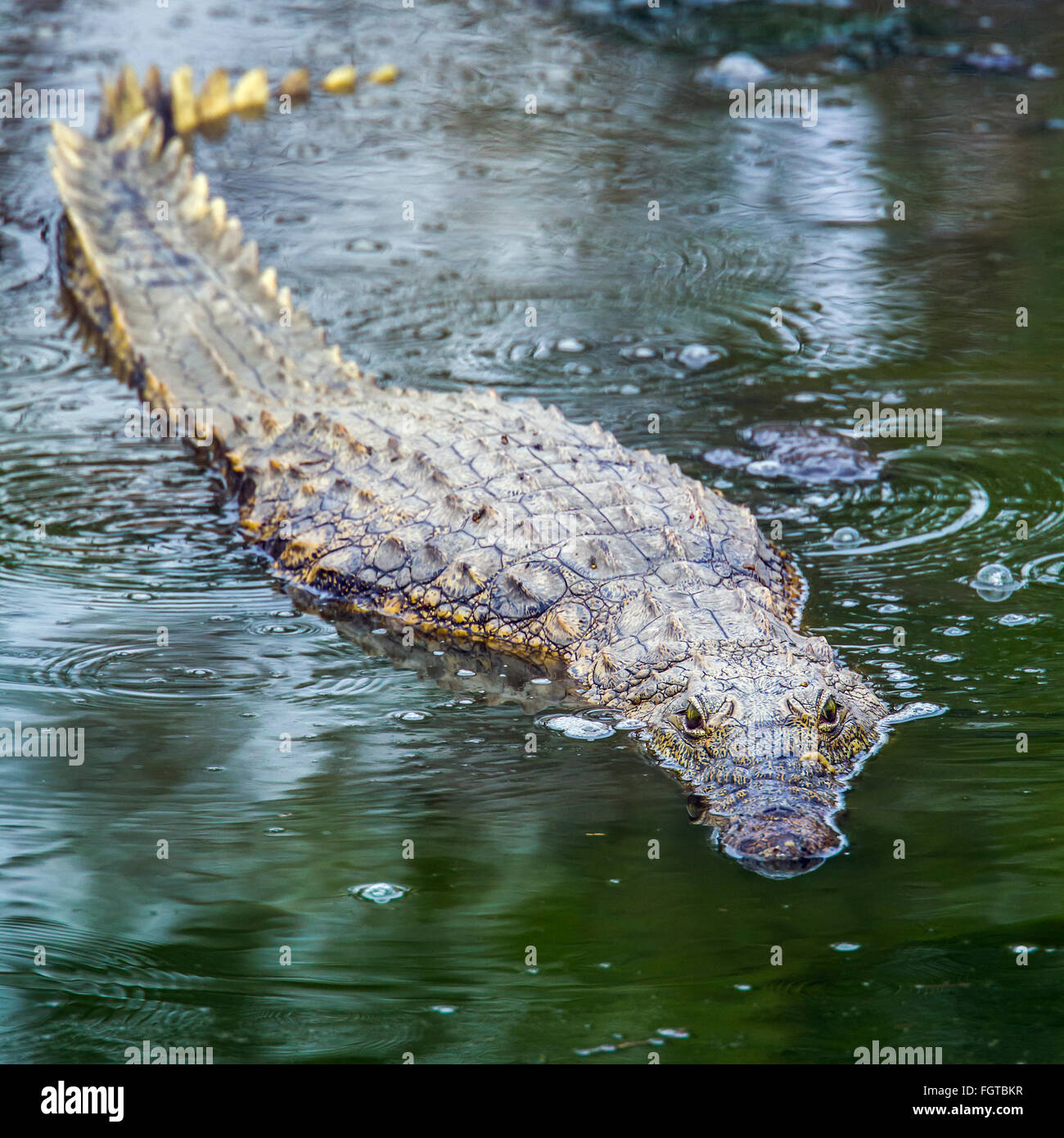 Crocodylidae Family Stock Photos & Crocodylidae Family Stock Images - Alamy