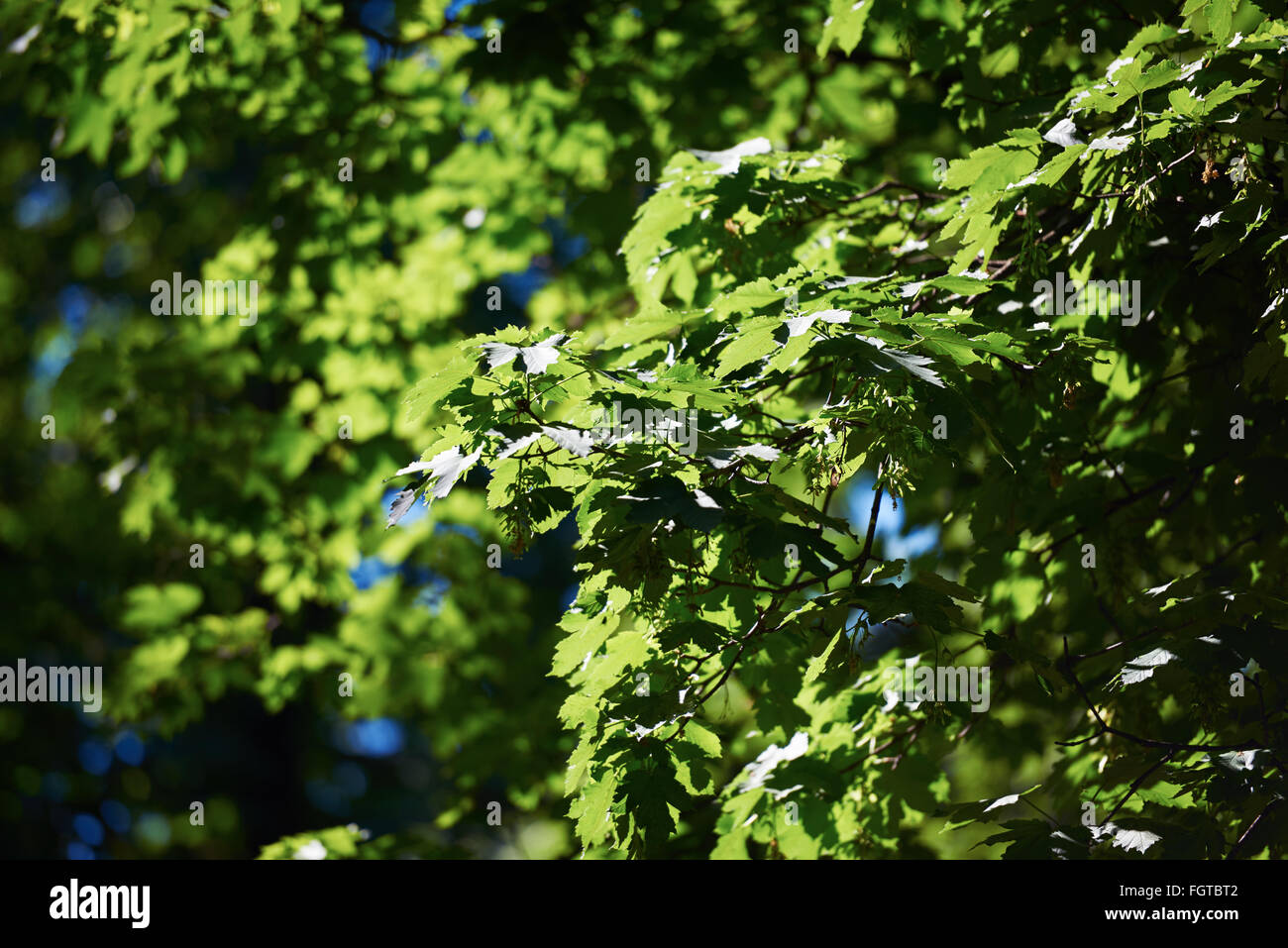 green tree brances Stock Photo - Alamy