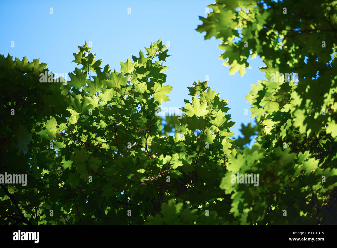 green tree brances Stock Photo - Alamy