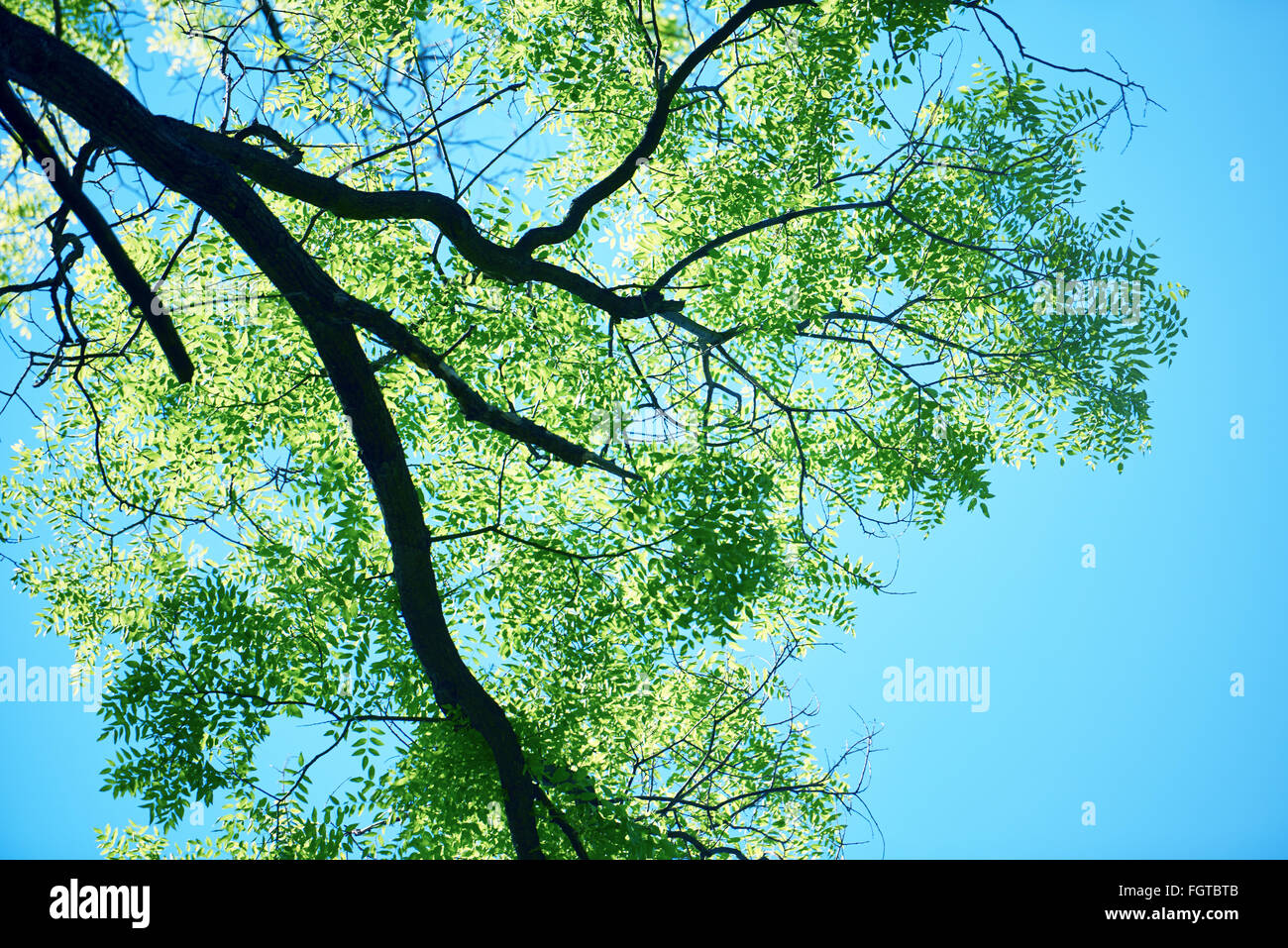green tree brances Stock Photo - Alamy
