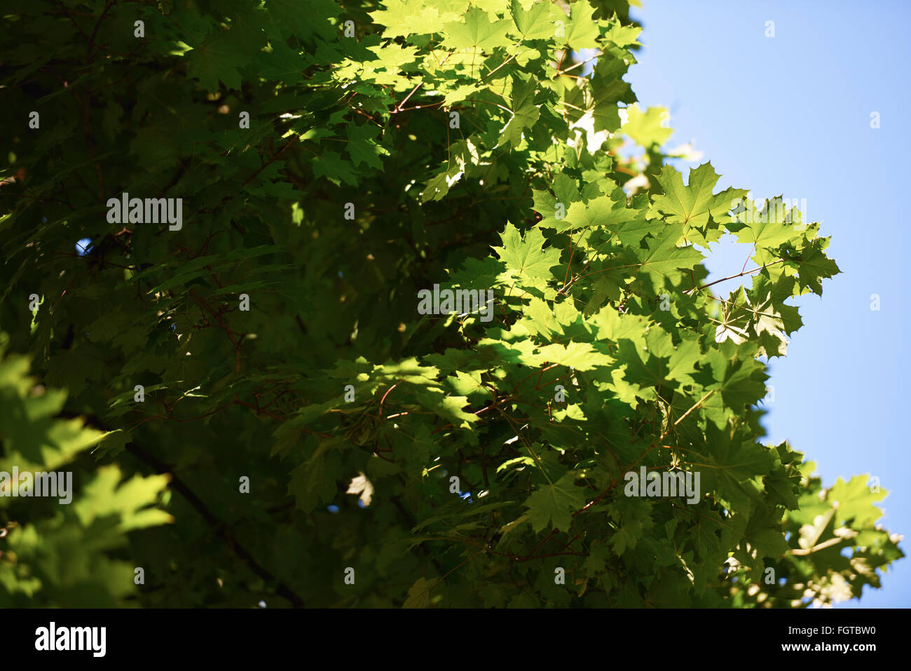 green tree brances Stock Photo - Alamy