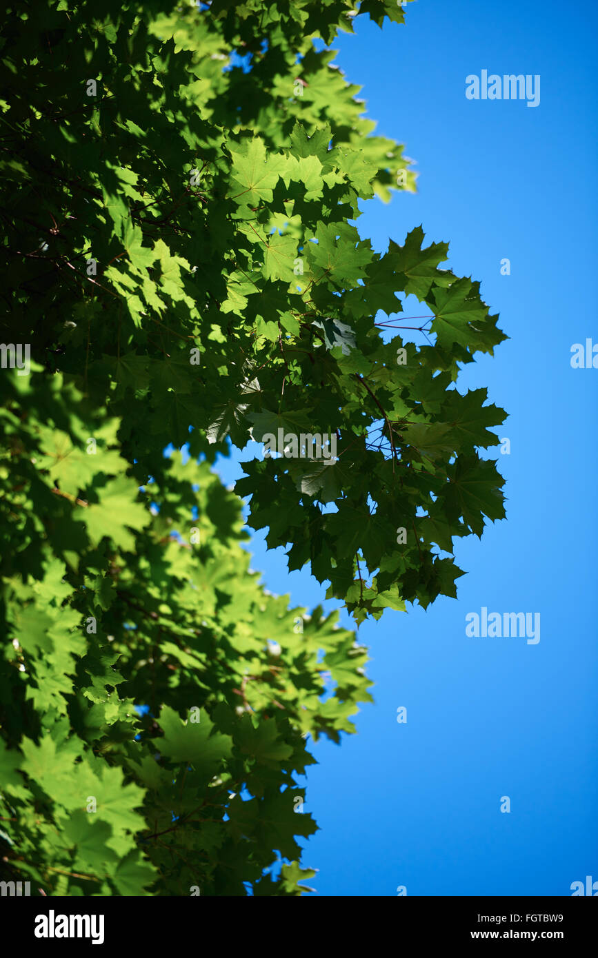 green tree brances Stock Photo - Alamy