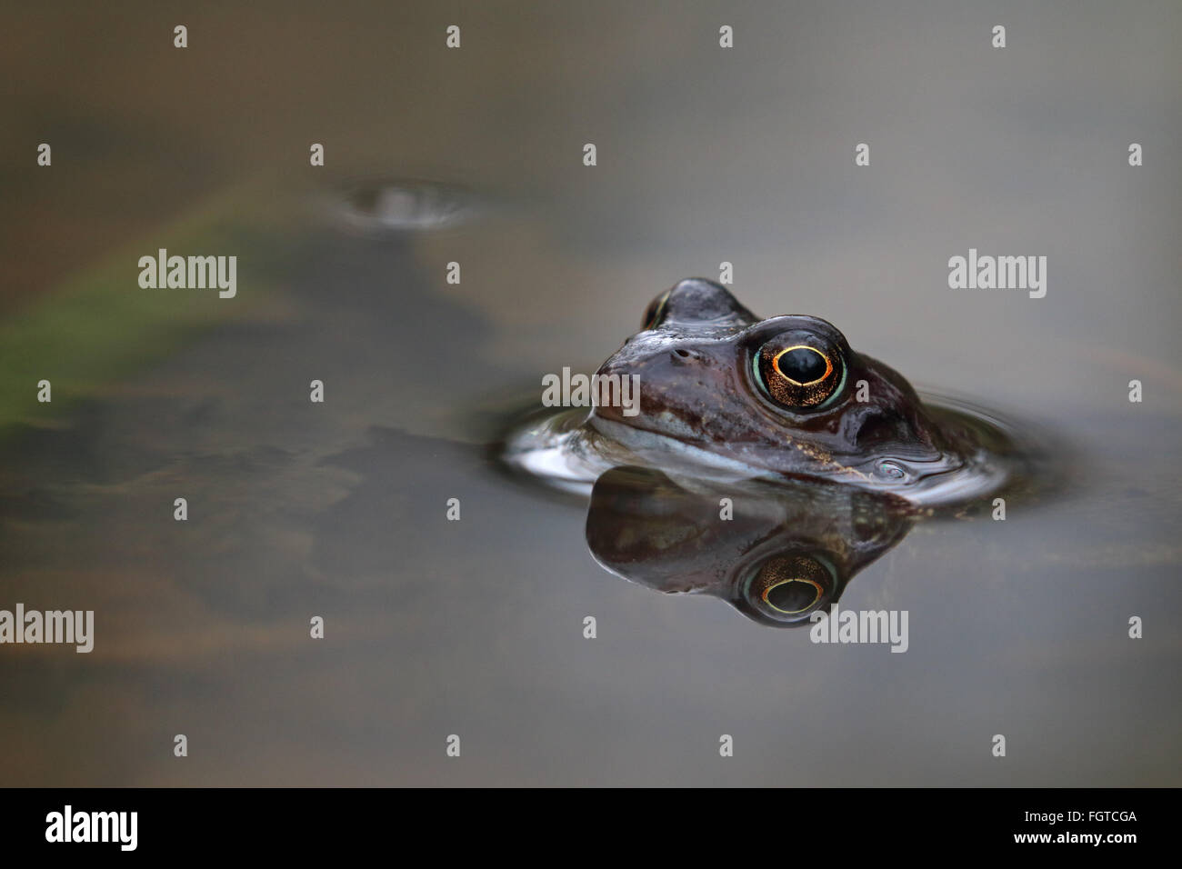Frog reflection in pool hi-res stock photography and images - Alamy
