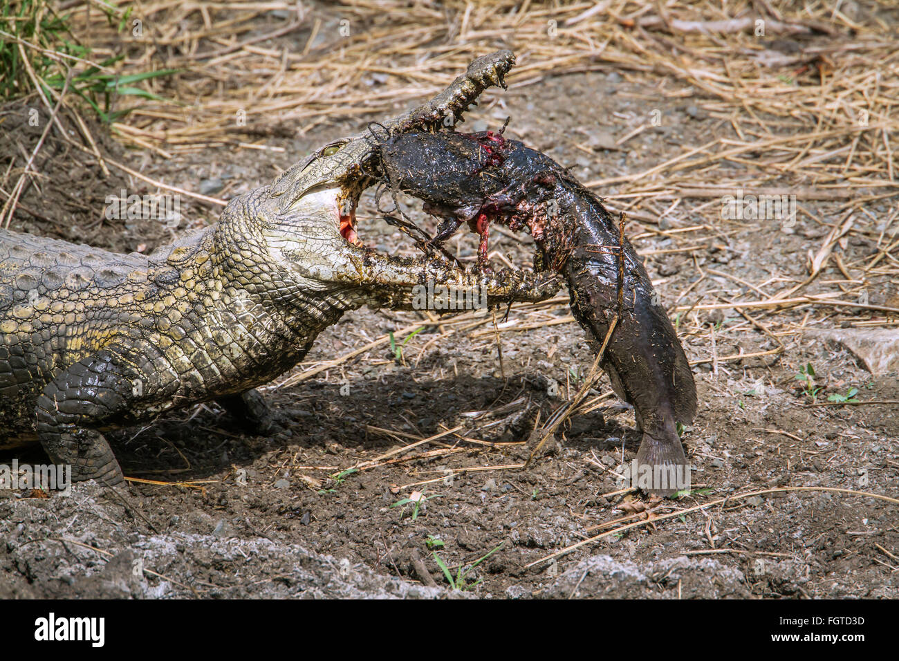 Nile crocodile Specie Crocodylus niloticus family of Crocodylidae ...