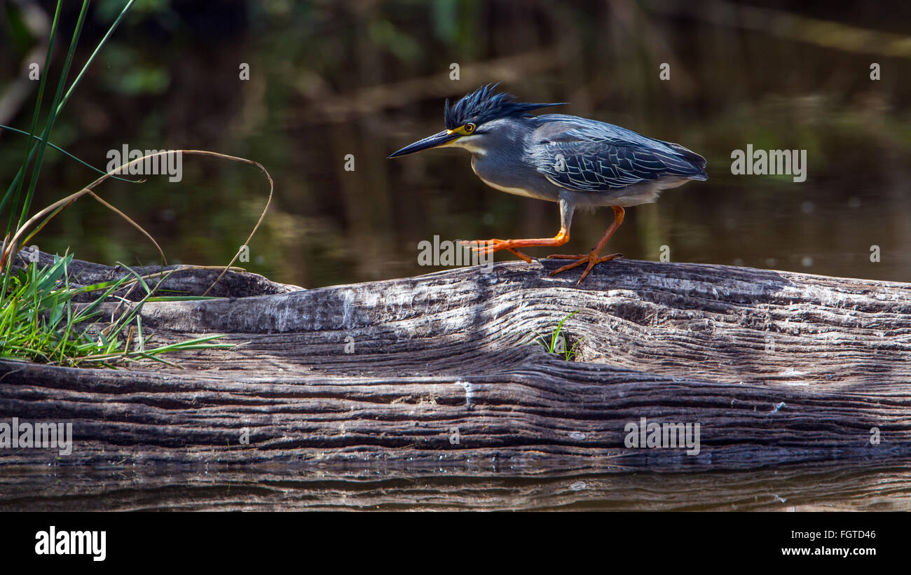 Green-backed heron Specie Butorides striata family of ardeidae Stock ...