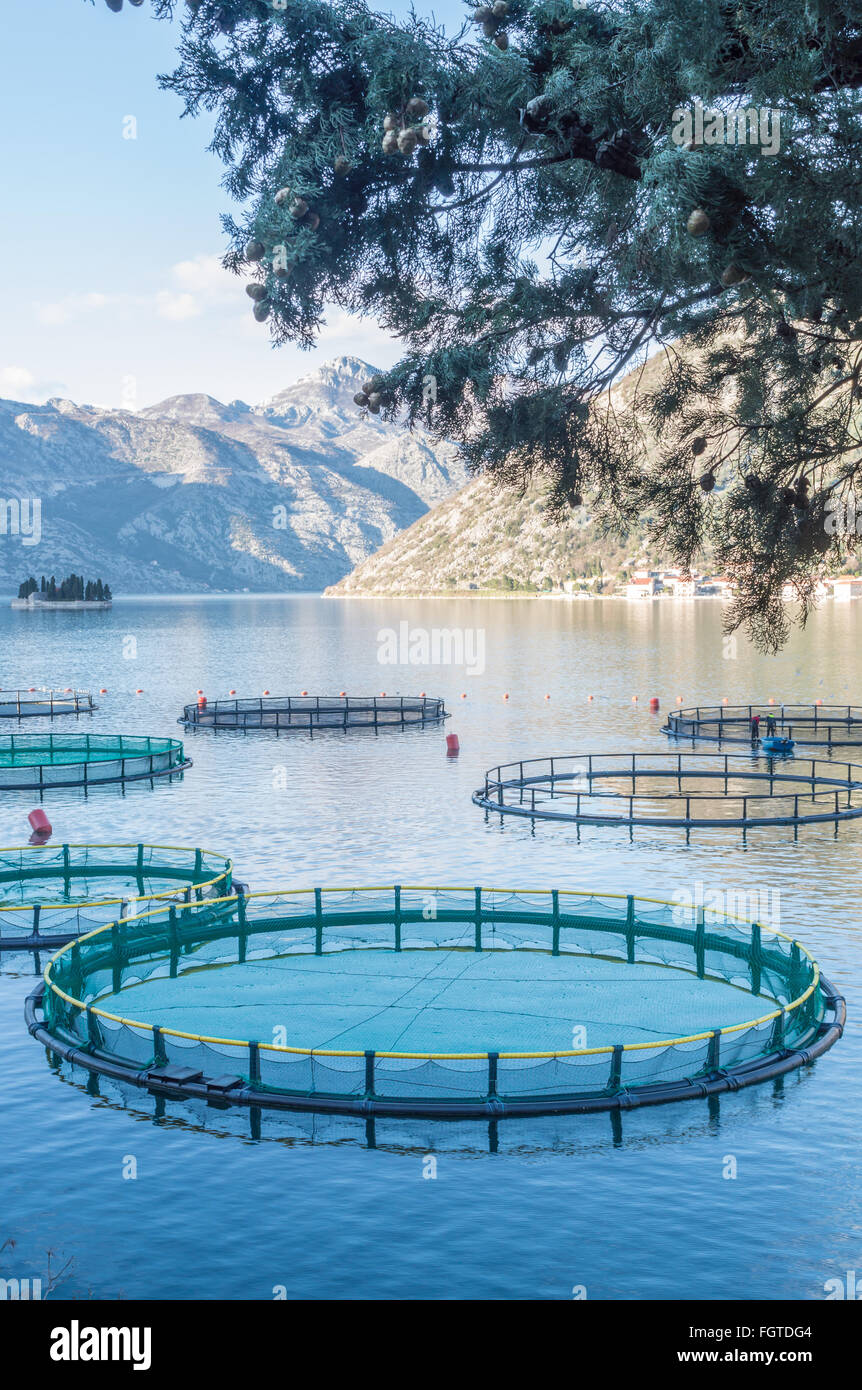 Big Cages for fish farming in Montenegro Stock Photo - Alamy