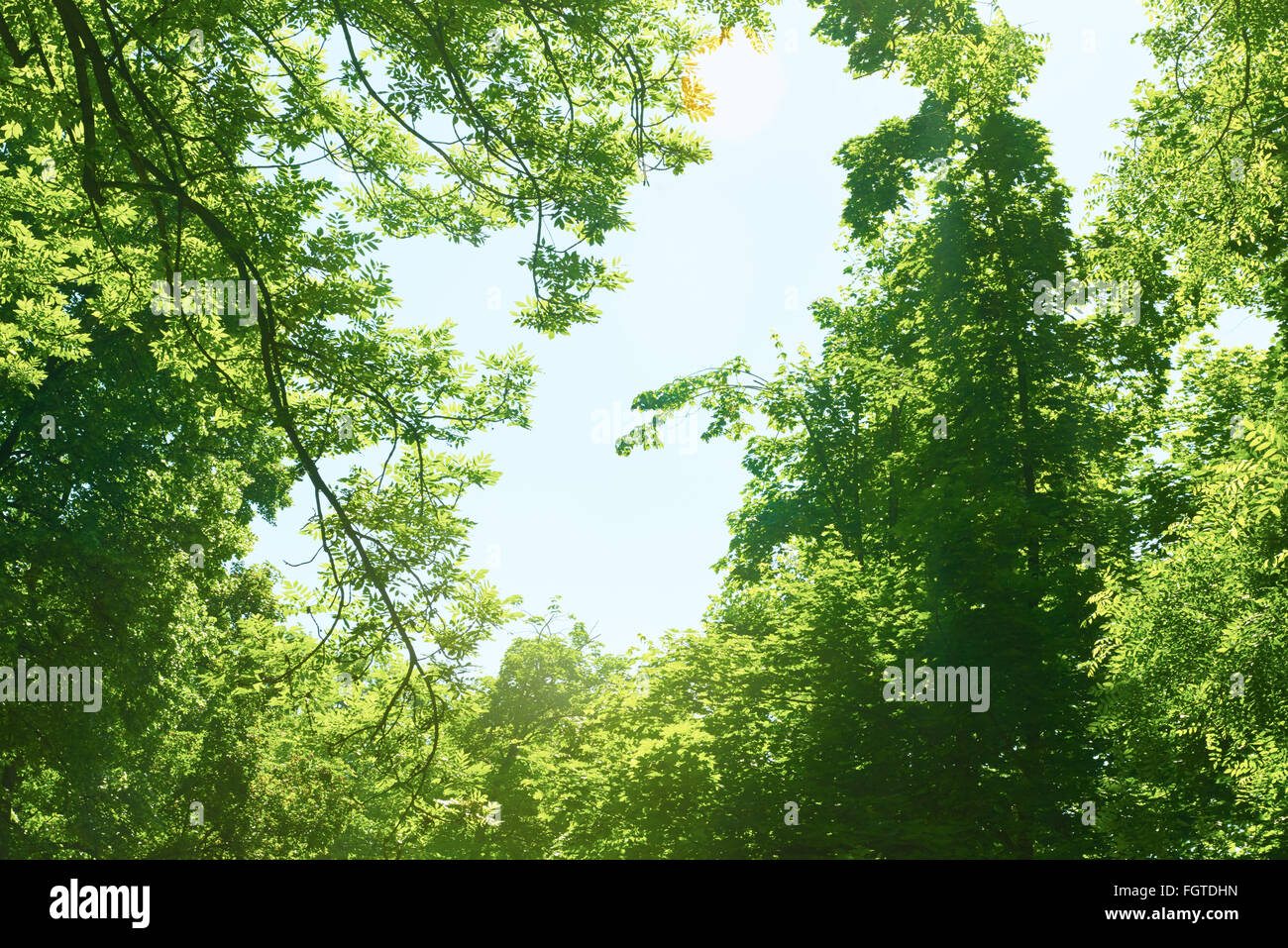 green tree brances Stock Photo - Alamy
