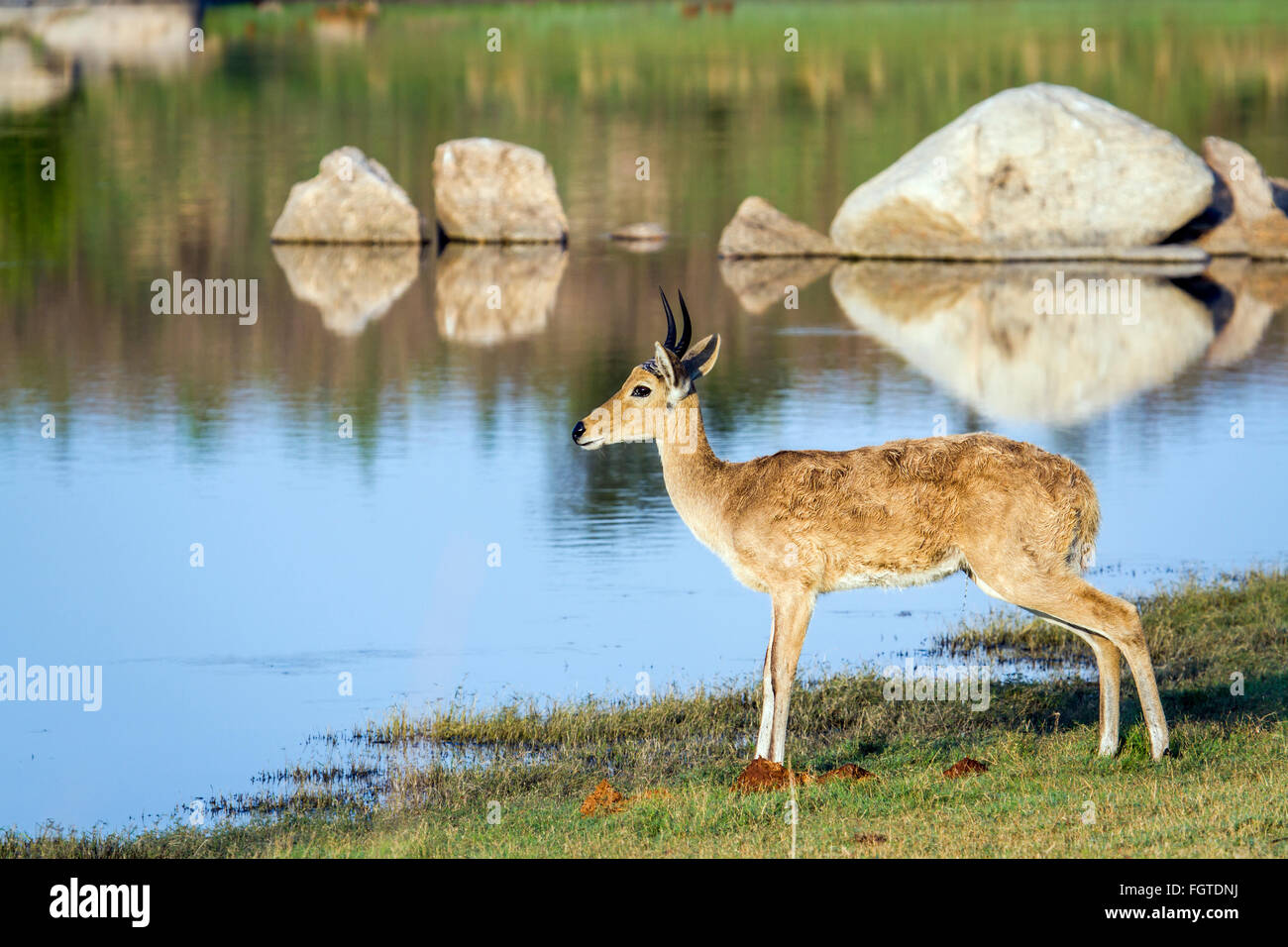 Bohor reedbuck hi-res stock photography and images - Alamy