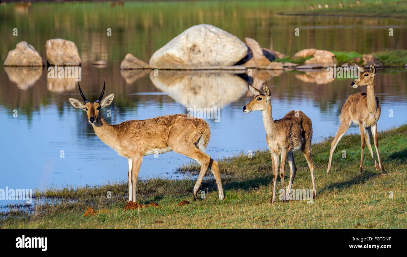 Bohor reedbuck female redunca redunca hi-res stock photography and ...