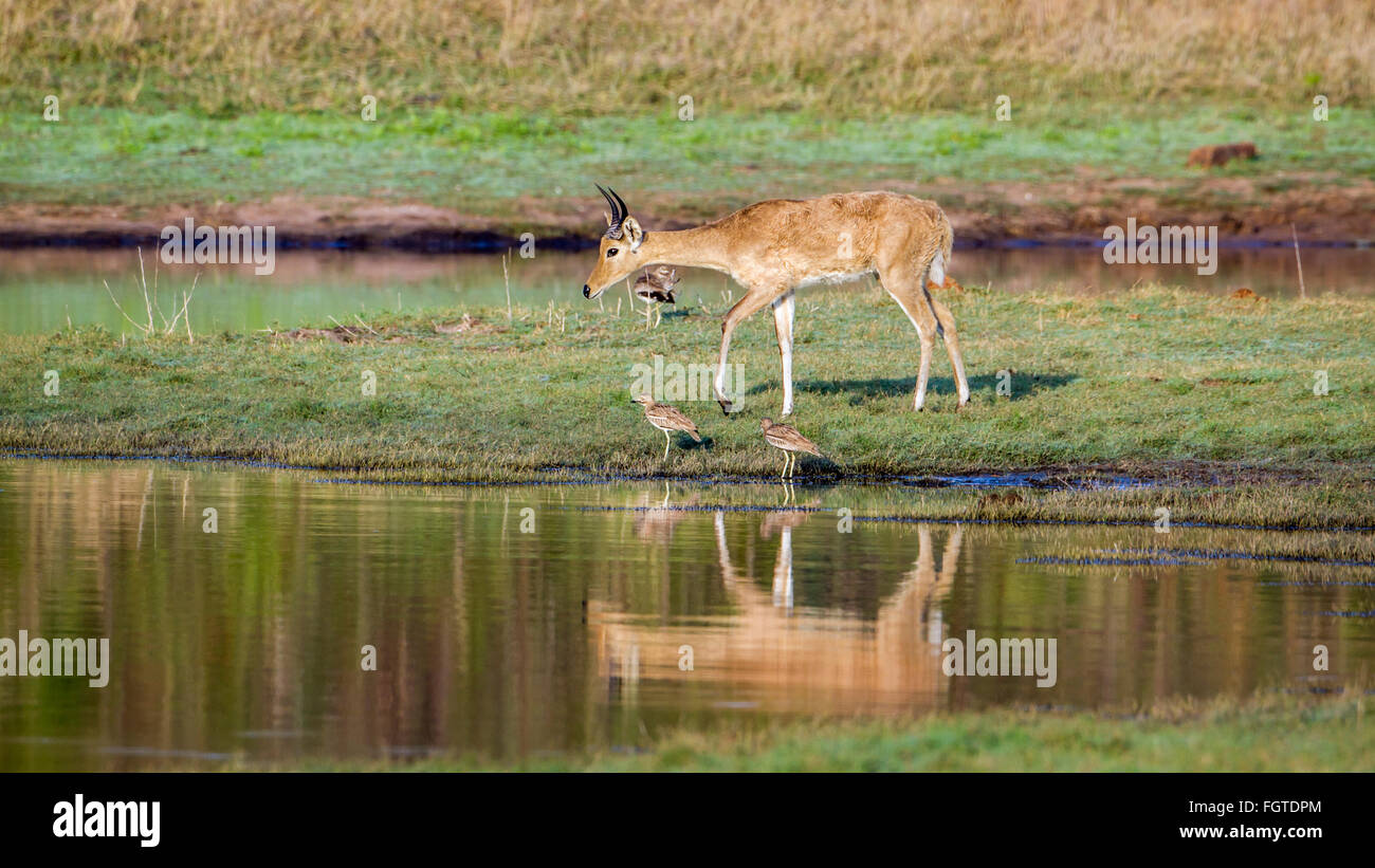 Redunca redunca bohor hi-res stock photography and images - Alamy
