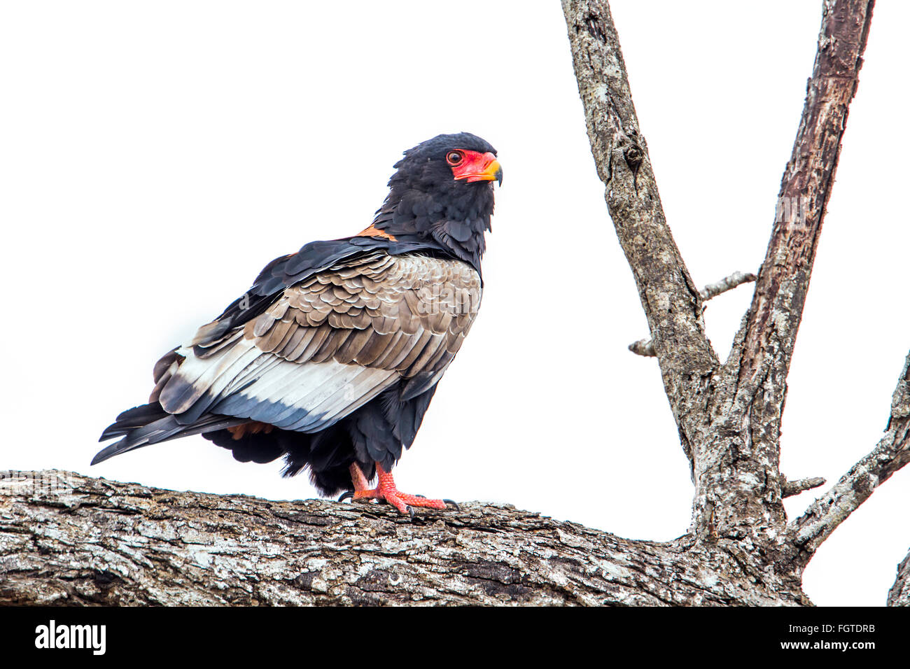 Bateleur eagle Specie Terathopius ecaudatus family of Accipitridae ...