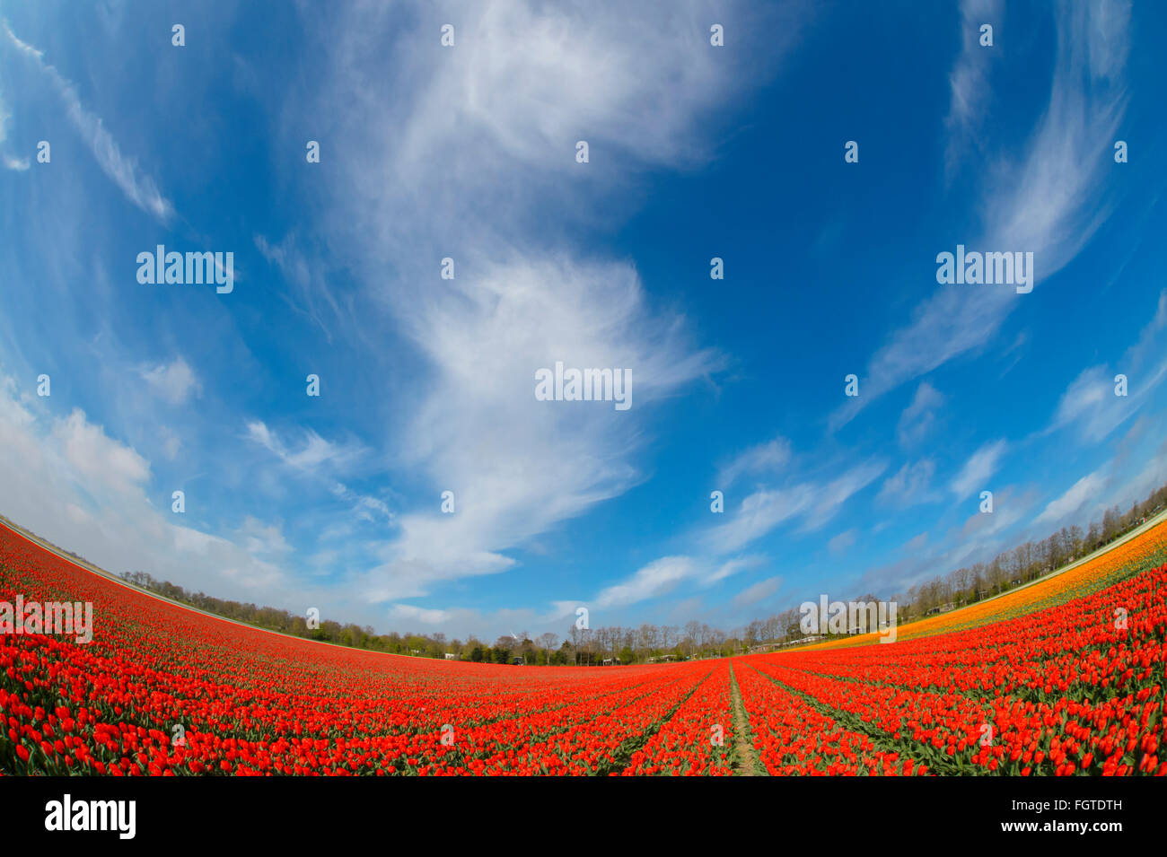 Tulip agricultural field with blue sky and clouds, fish eye, North ...