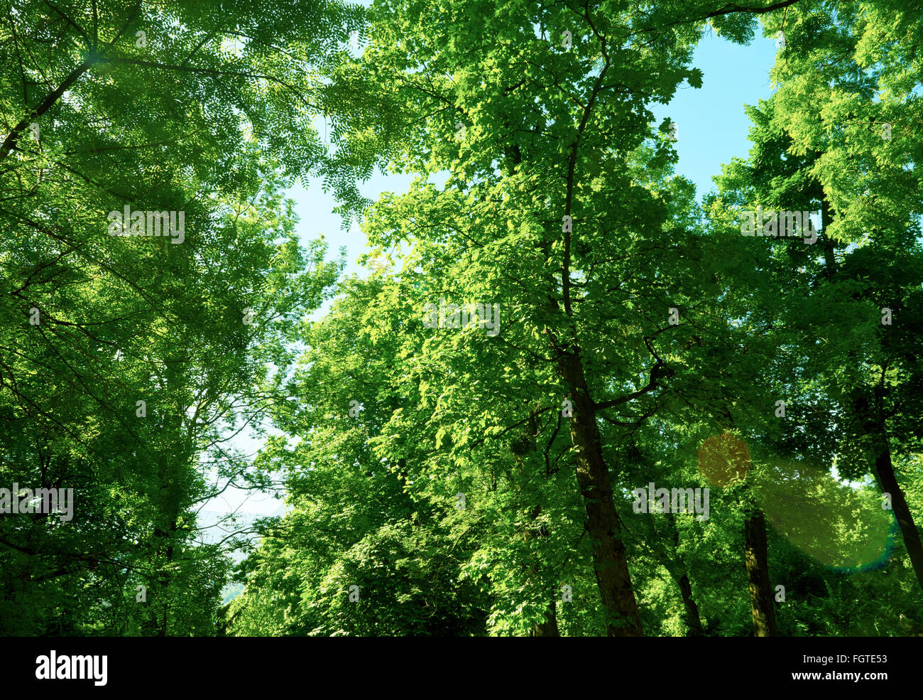 green tree brances Stock Photo - Alamy