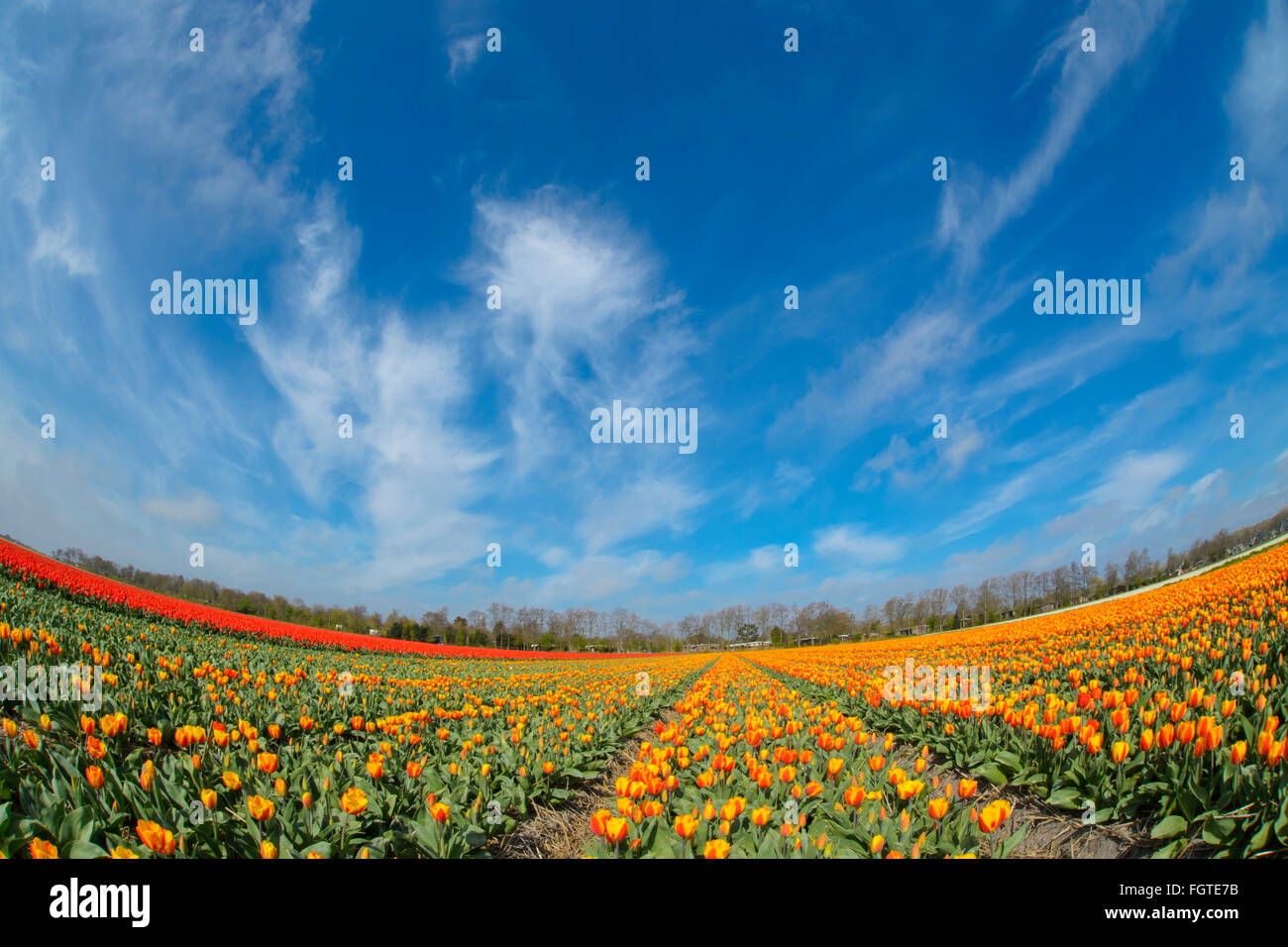 Tulip agricultural field with blue sky and clouds, fish eye, North ...