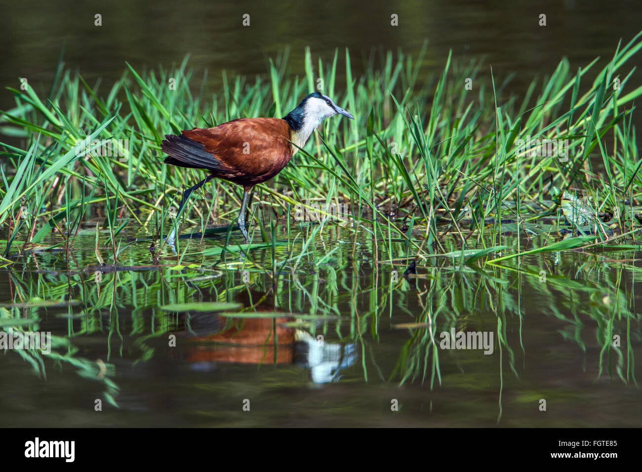 African jacana Specie Actophilornis africanus family of Jacanidae Stock ...