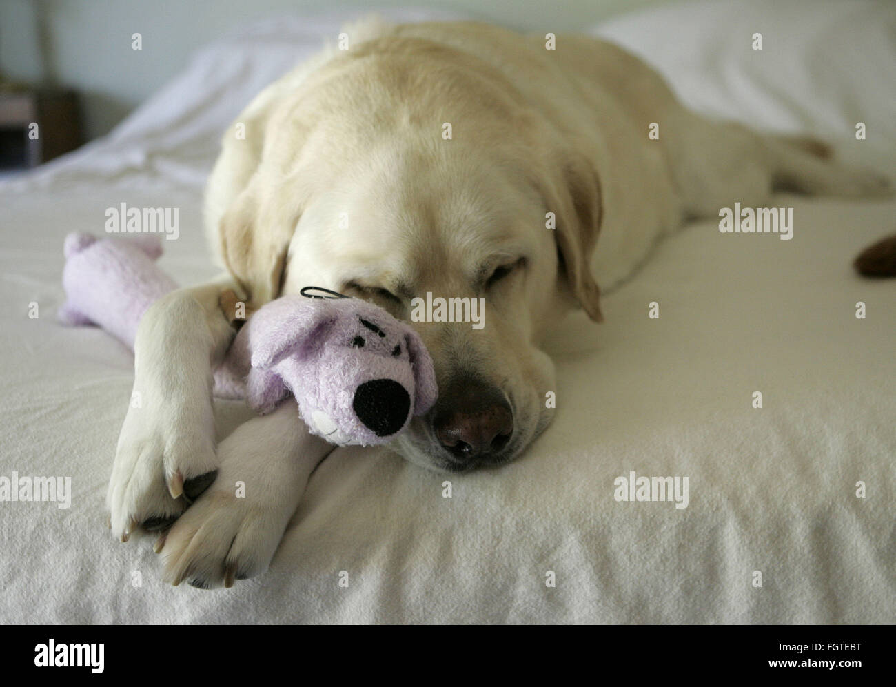 Brea, California, USA. 22nd Feb, 2016. The Labrador retriever is ...