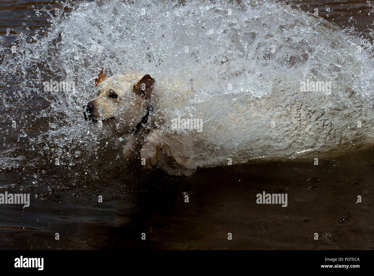 Webbed toes dog hi-res stock photography and images - Alamy