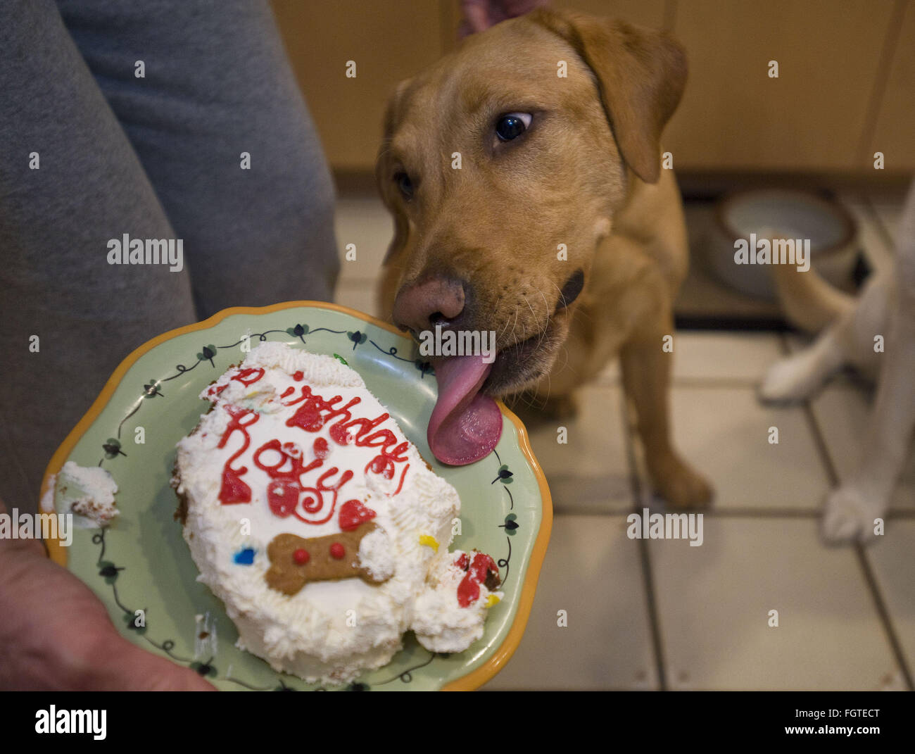 Zselectlabrador hi-res stock photography and images - Alamy