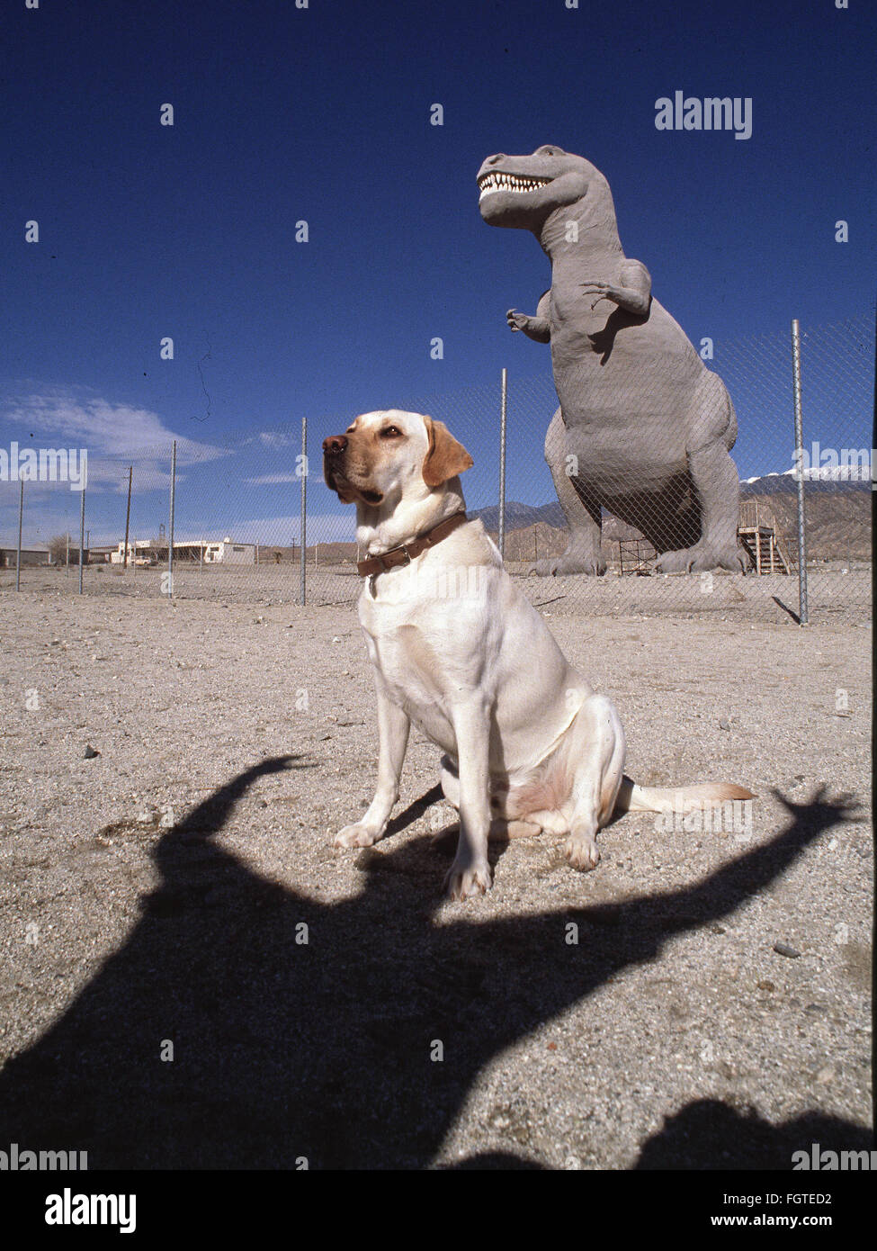 Feb. 22, 2016 - Cabazon, California, U.S - The Labrador retriever is ...
