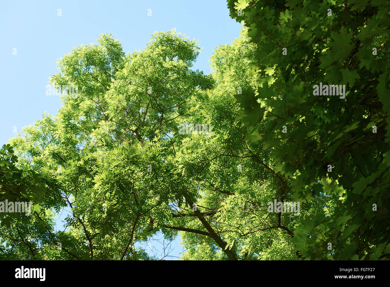 green tree brances Stock Photo - Alamy