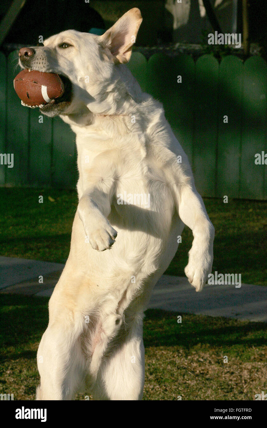 Feb. 22, 2016 - Brea, California, U.S - The Labrador retriever is ...