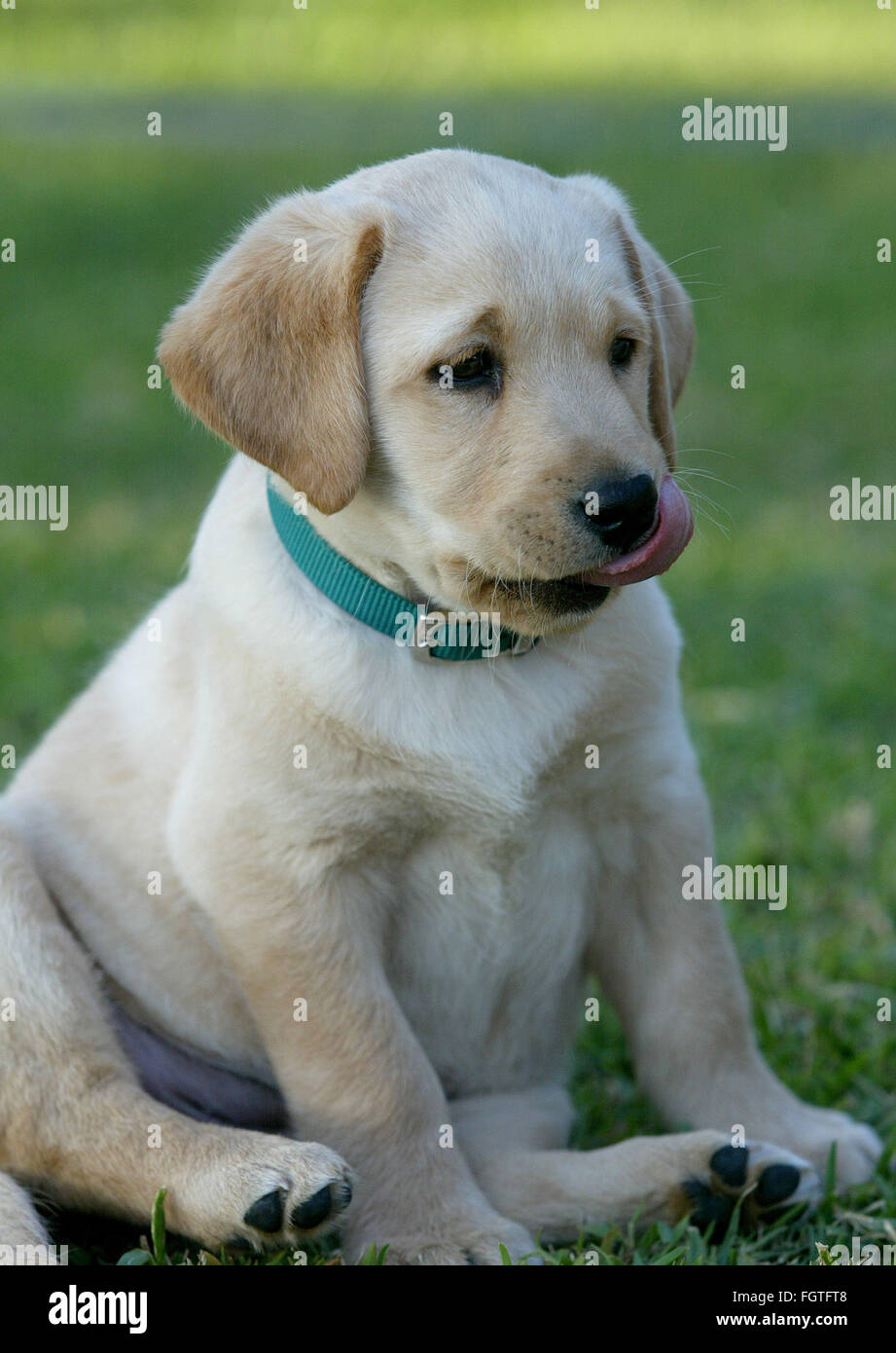 Feb. 22, 2016 - Brea, California, U.S - The Labrador retriever is ...