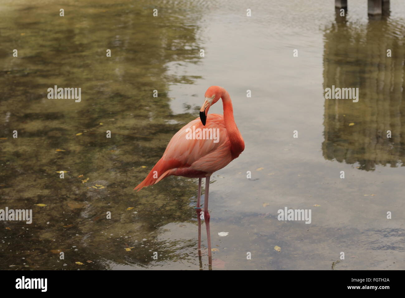 Exotic Peacock Bass Fish Stock Photo - Alamy