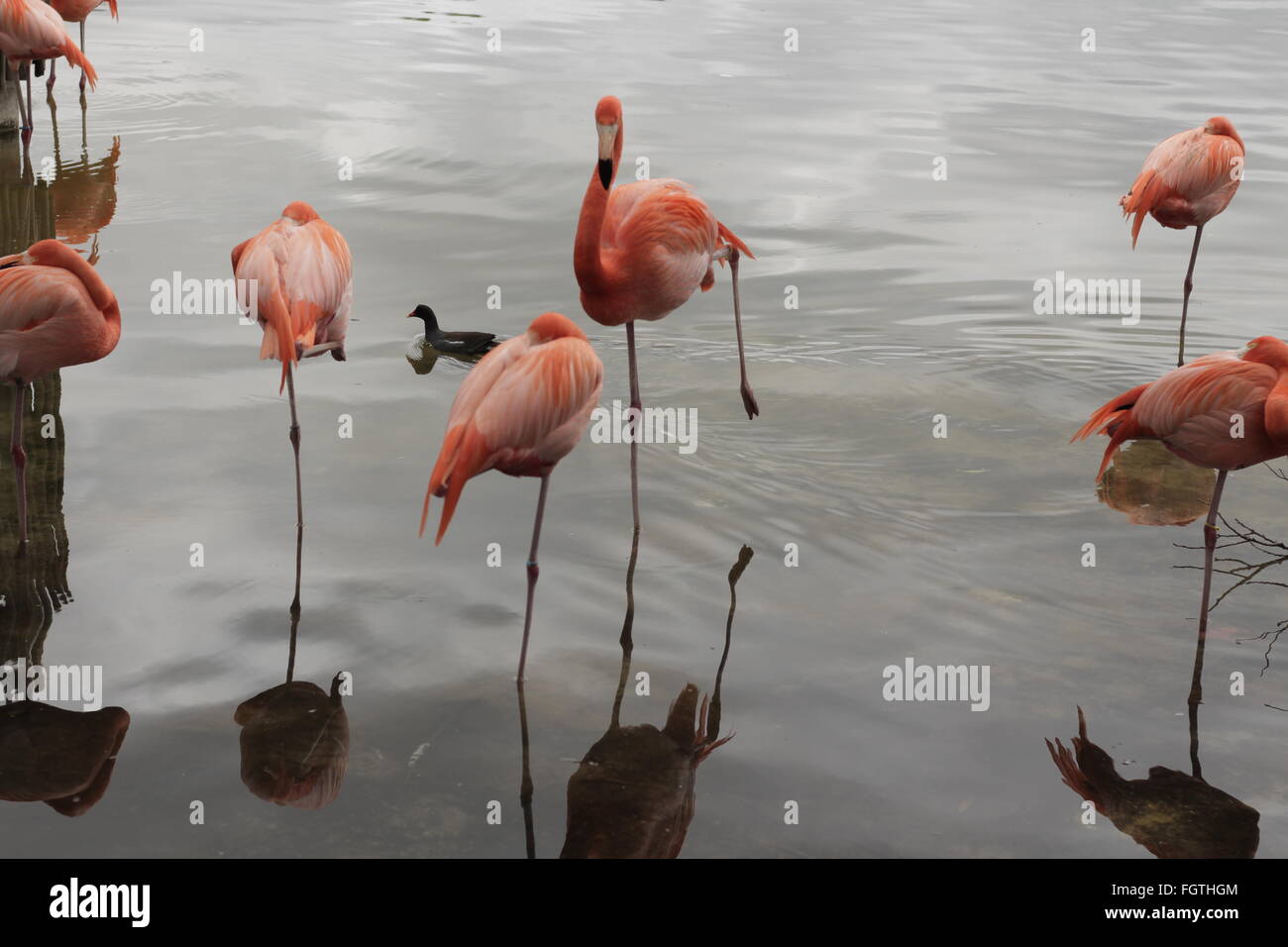 Duck peacock hi-res stock photography and images - Alamy