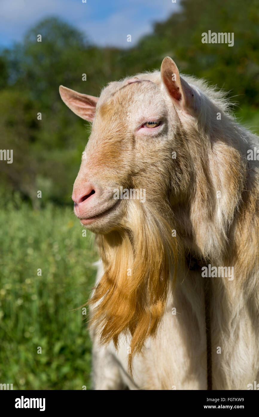 Billy Goat Beard High Resolution Stock Photography and Images - Alamy