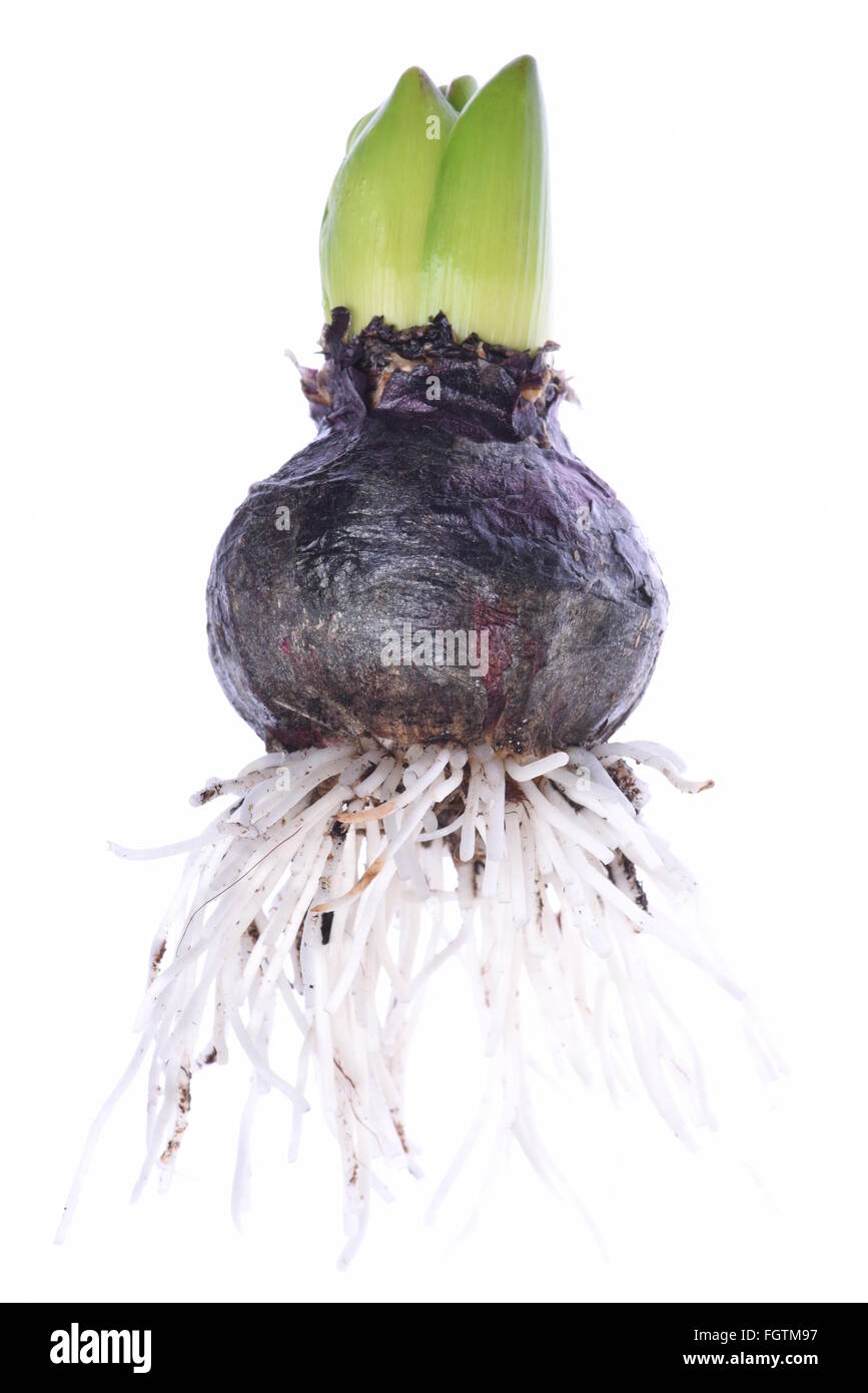 Closeup of hyacinth bulb isolated on white background Stock Photo - Alamy