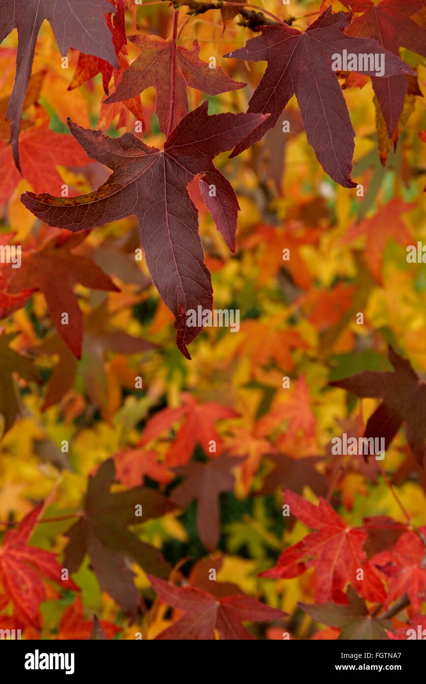 Colourful Autumn foliage on a Maple tree in a garden in the Northeast ...