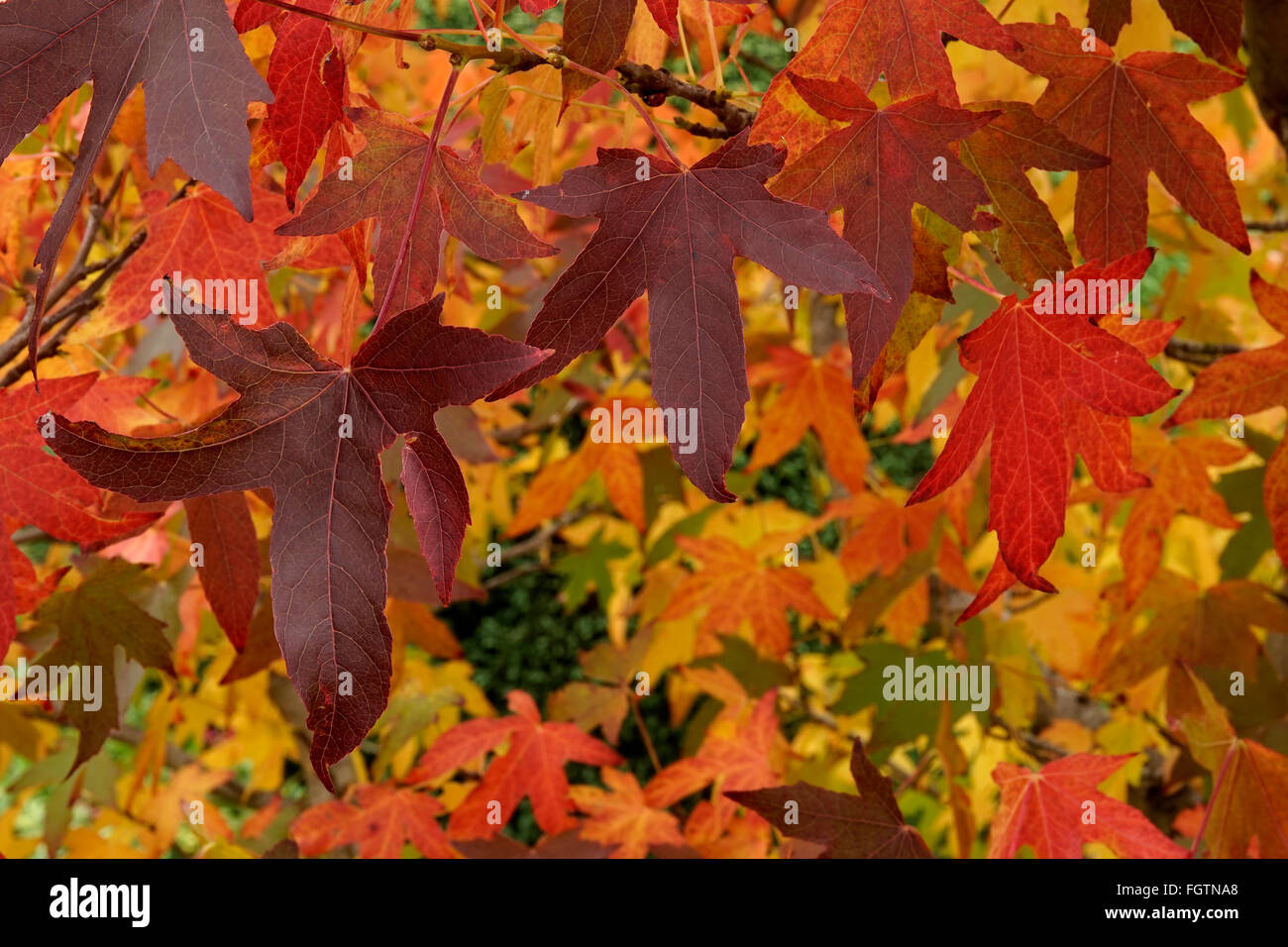 Colourful Autumn foliage on a Maple tree in a garden in the Northeast ...