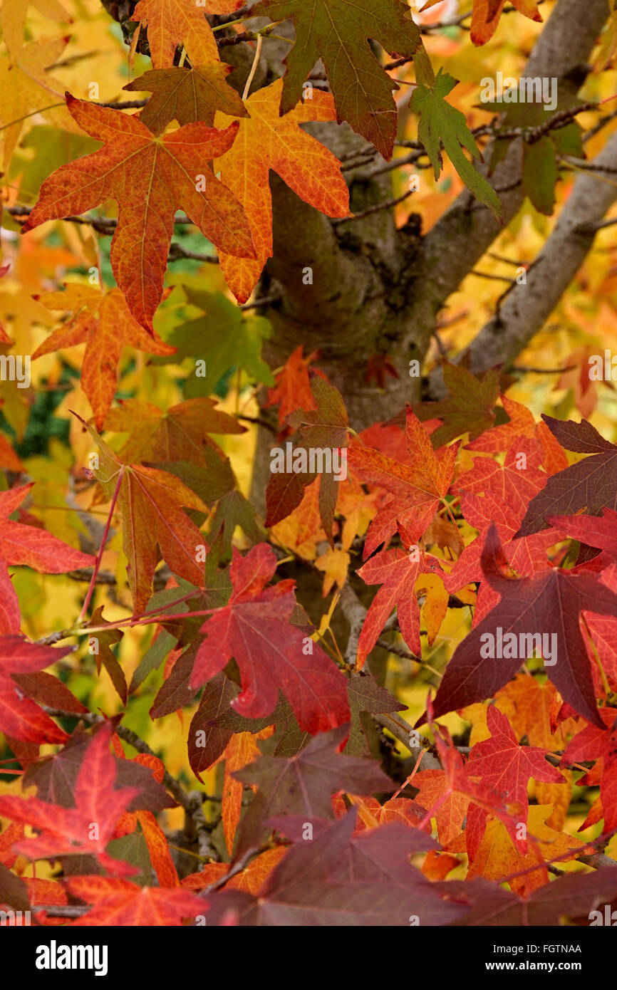 Colourful Autumn foliage on a Maple tree in a garden in the Northeast ...